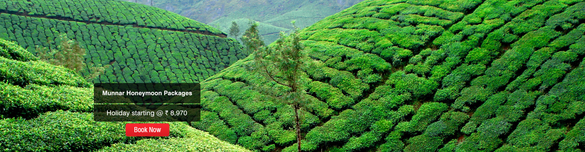 Munnar Honeymoon Packages: Book Honeymoon Trip To Munnar Online | Sotc
